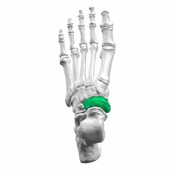 Subtalar Neutral Position - Paragon Orthotic Laboratory